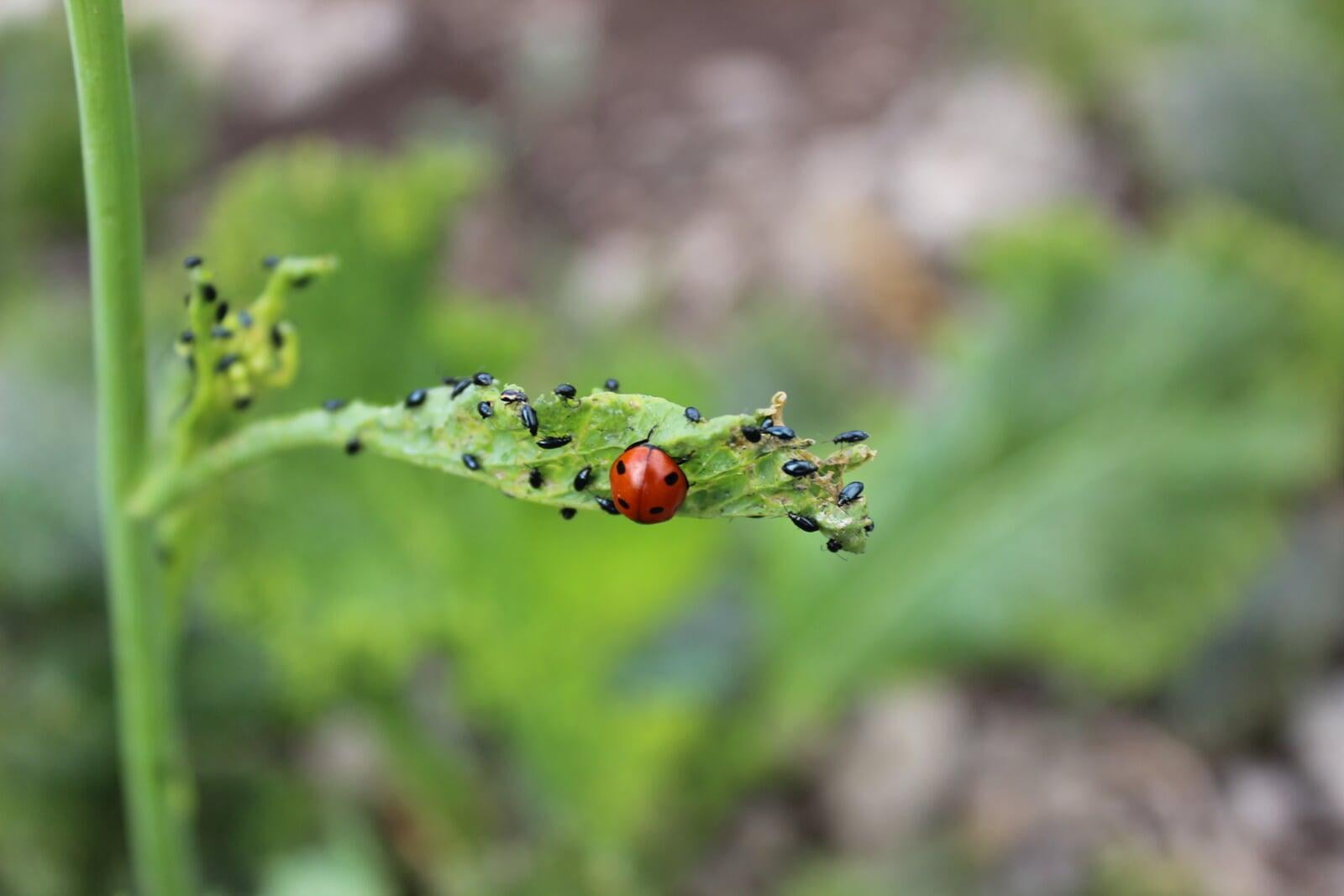 Bugs, bugs, bugs....the 2021 invasion! | Carsons Garden and Market